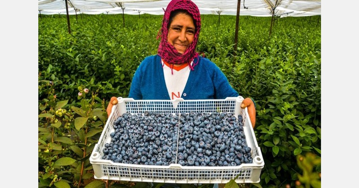 Peru’s blueberry market access to Israel is getting one step closer