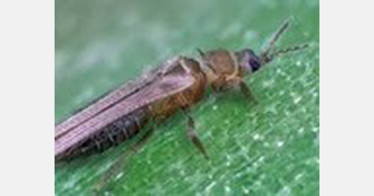 Black thrips pose major threat to Indian agriculture