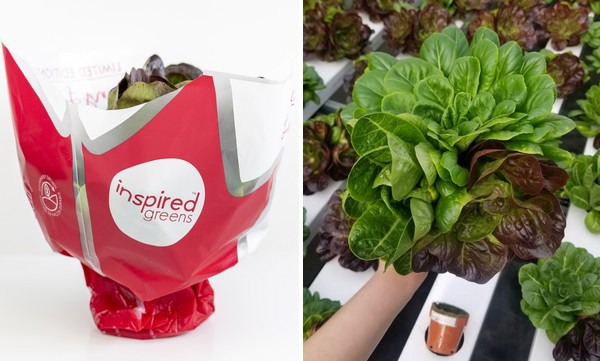 Canadian greenhouse grower launches limited time lettuce trio