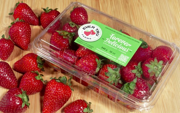 Canadian grower adds space to indoor strawberry farm