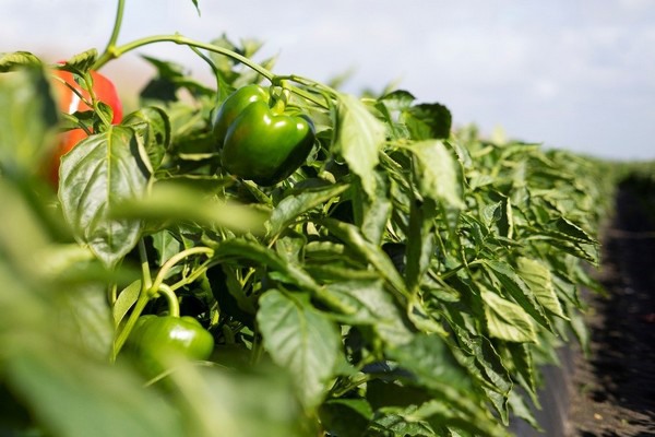 Vegetable grower increases Florida production