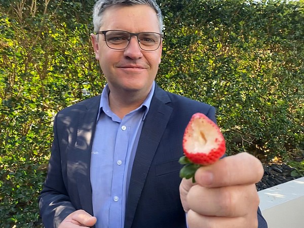 Process underway of getting Australia's new strawberry varieties to market