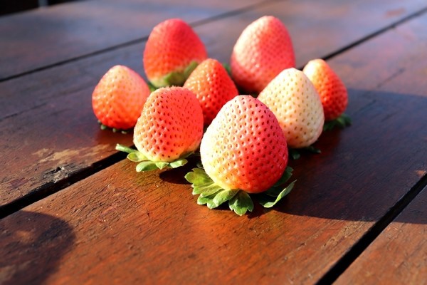 Process underway of getting Australia's new strawberry varieties to market