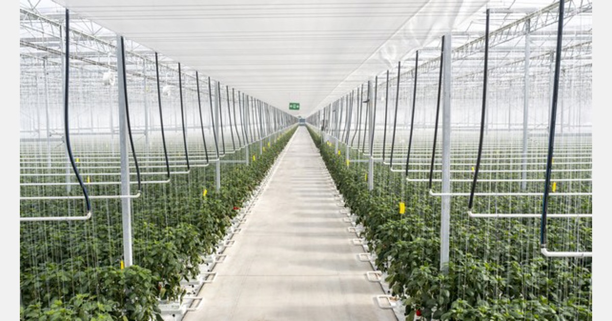 4 common grower problems solved with digital agronomy