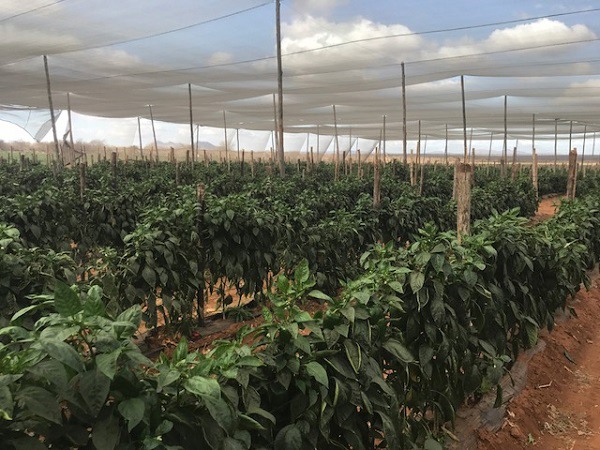 Hot sweetpepper market sets the table for very interesting season next year