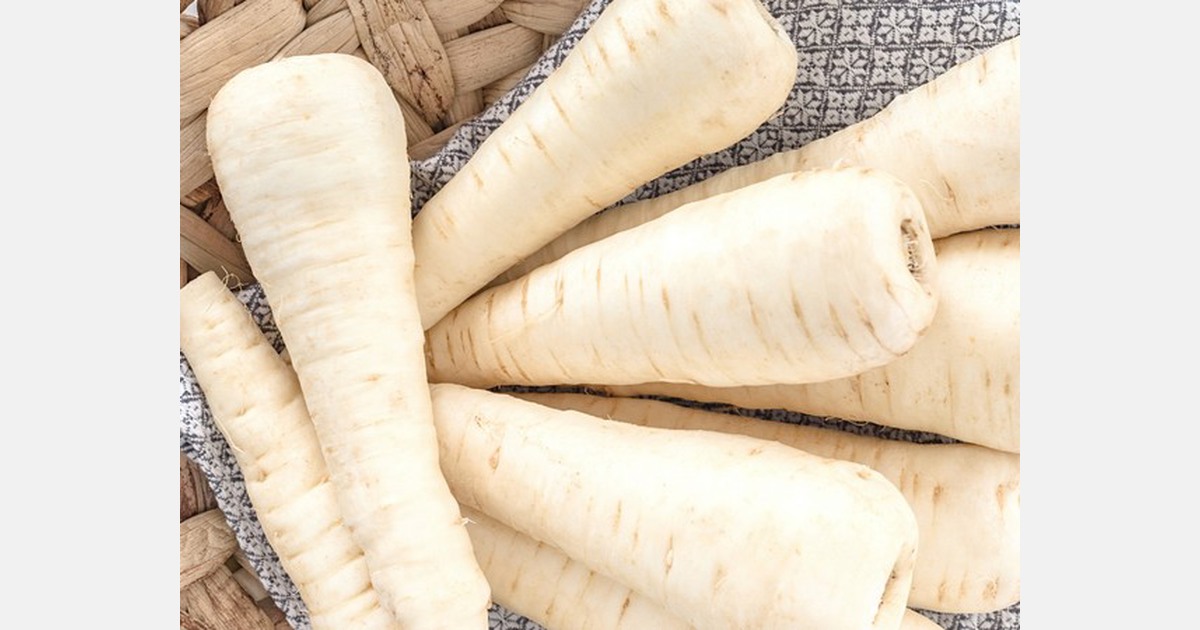 Vegetable breeder introduces new parsnip variety