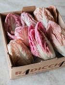 Domestic radicchio rosa season gets underway at the beginning of 2023