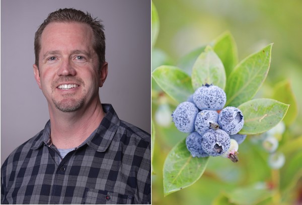 Mexican blueberry production expanding