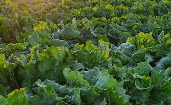 Chilly Arizona temperatures and winds impact lettuce production