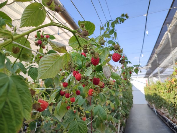 A 75% reduction in chemical sprays and 61% more raspberries
