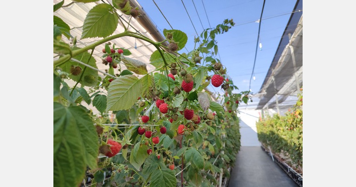 A 75% reduction in chemical sprays and 61% more raspberries