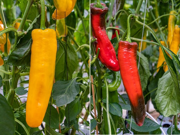 Organic grower introduces Italian sweet peppers