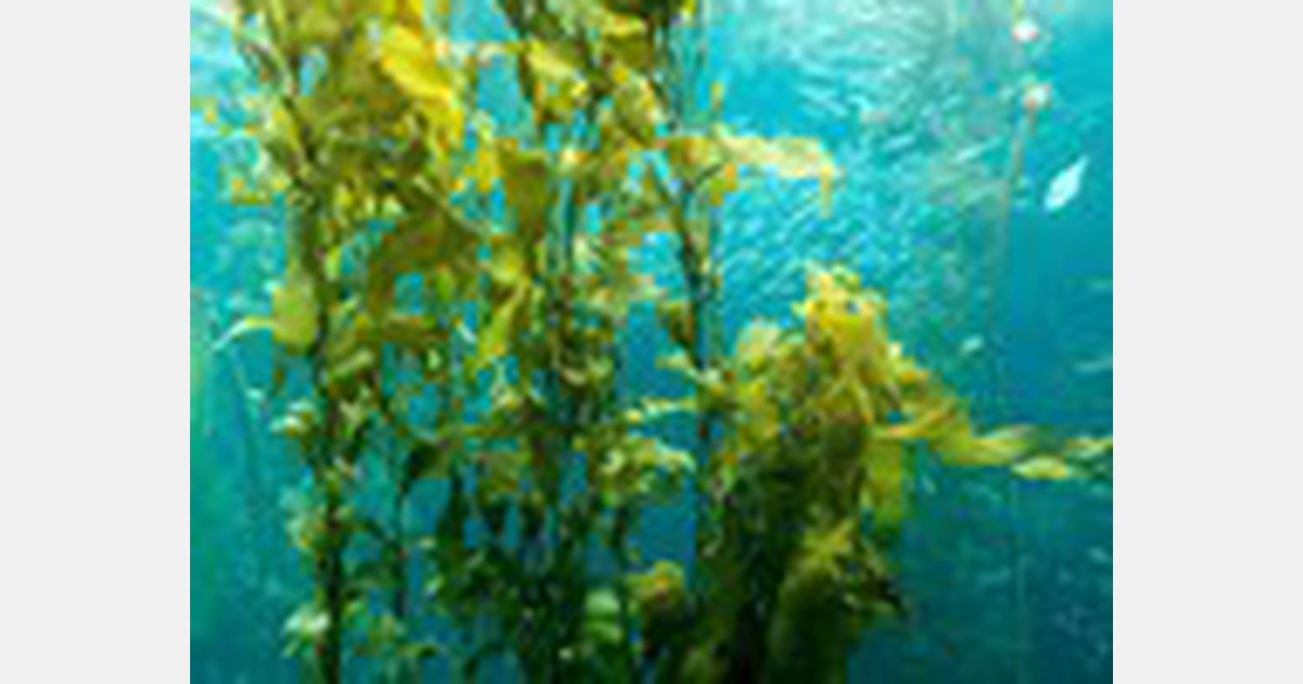 Seaweed production has grown by nearly 75% globally in the past decade