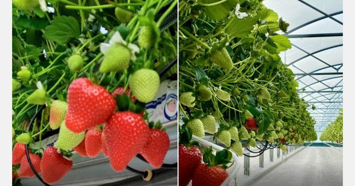 First Scottish strawberries already at the retailers