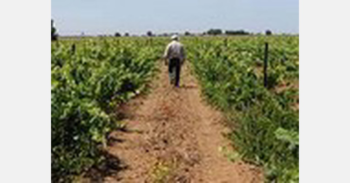 Morocco: Water-intensive crops faced with water shortages