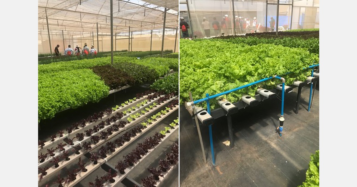 CEA seed development program is vastly different from open field