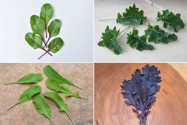 CEA seed development program is vastly different from open field