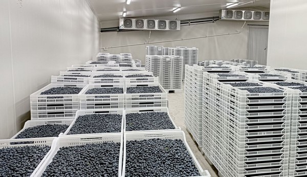 Camposol opens first blueberry packing plant in Sinaloa