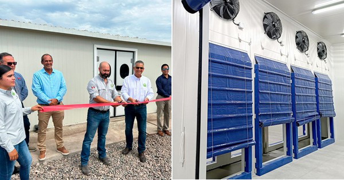 Camposol opens first blueberry packing plant in Sinaloa