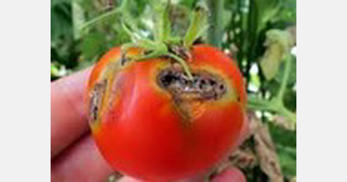 Tomato shortage looms as farmers lose N5.6 billion in one month