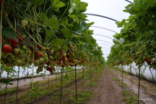 "AVA Magnum® grows perfectly in the Scottish climate"