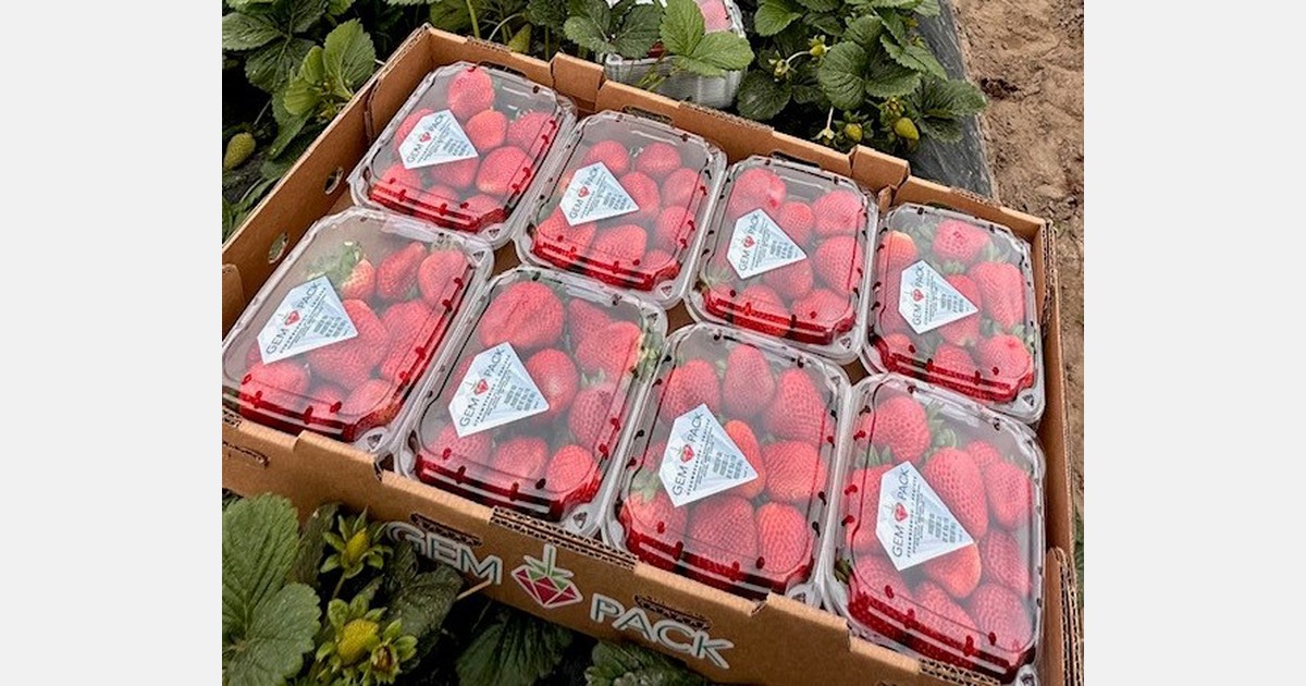 US: GEM-Pack & Well-Pict Berries combine forces