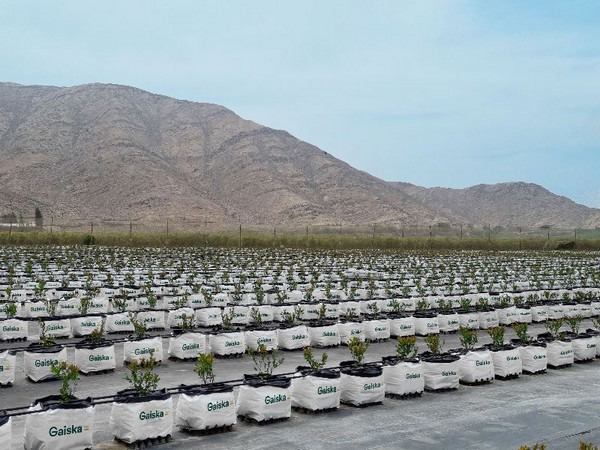 New varieties and hydroponics to drive Peru's blueberry industry forward