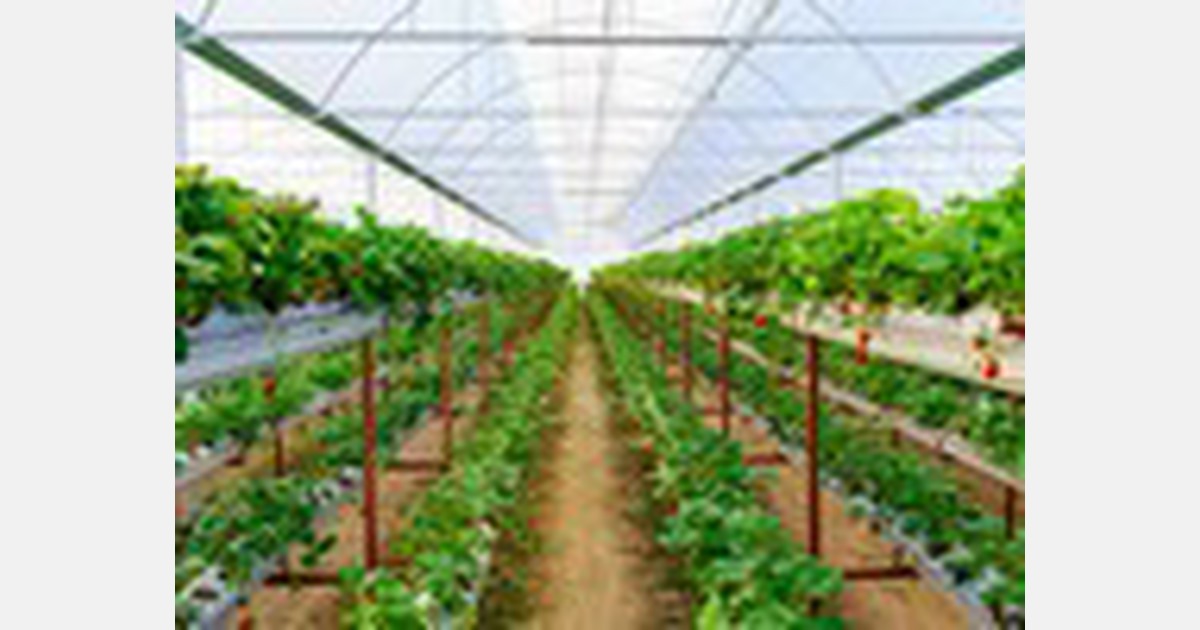 Horticulture exports from Ethiopia are growing very rapidly