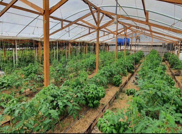 Greenhouse expansion projects