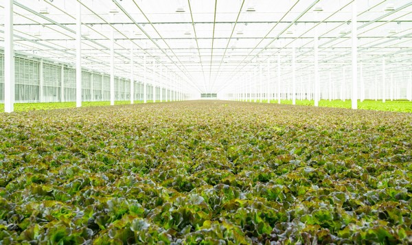 Canadian grower explores new opportunities for greenhouse greens