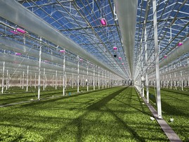 Special Greenhouse Construction and Screening