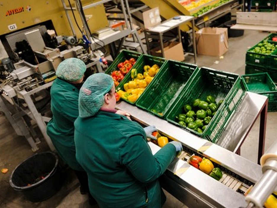 Hortidaily: global greenhouse news