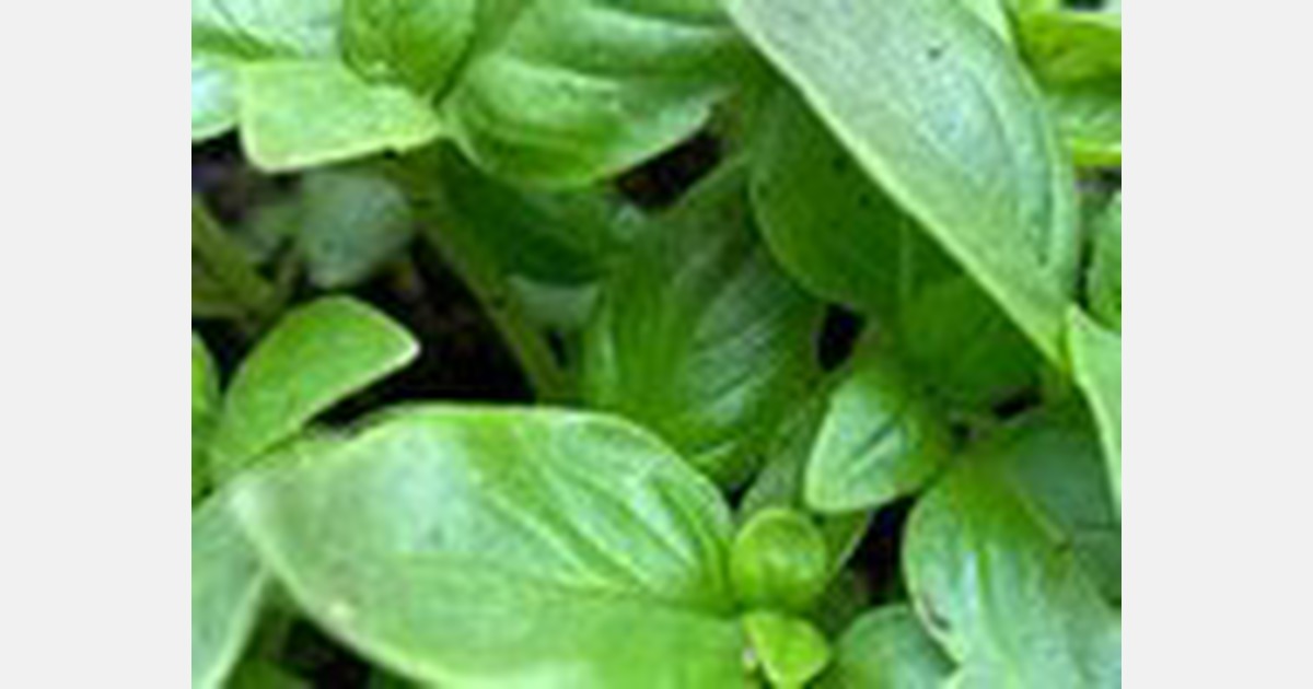 Kenya is the leading supplier of basil to Europe at this point in time