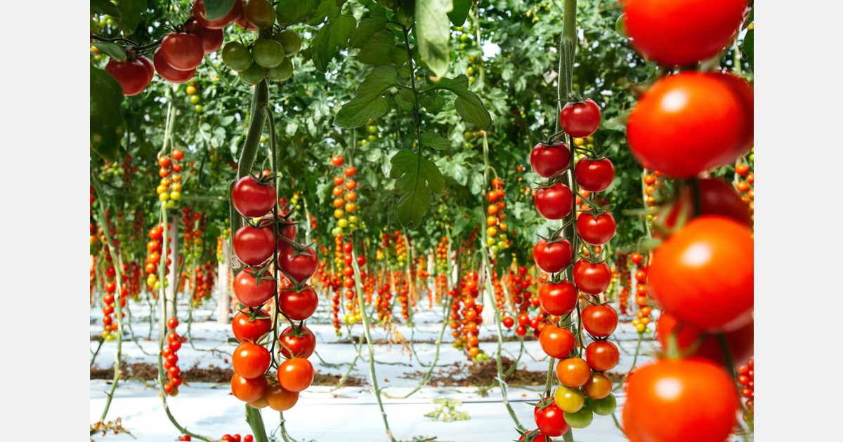 A closer look at the U.S. side of the Tomato Suspension Agreement
