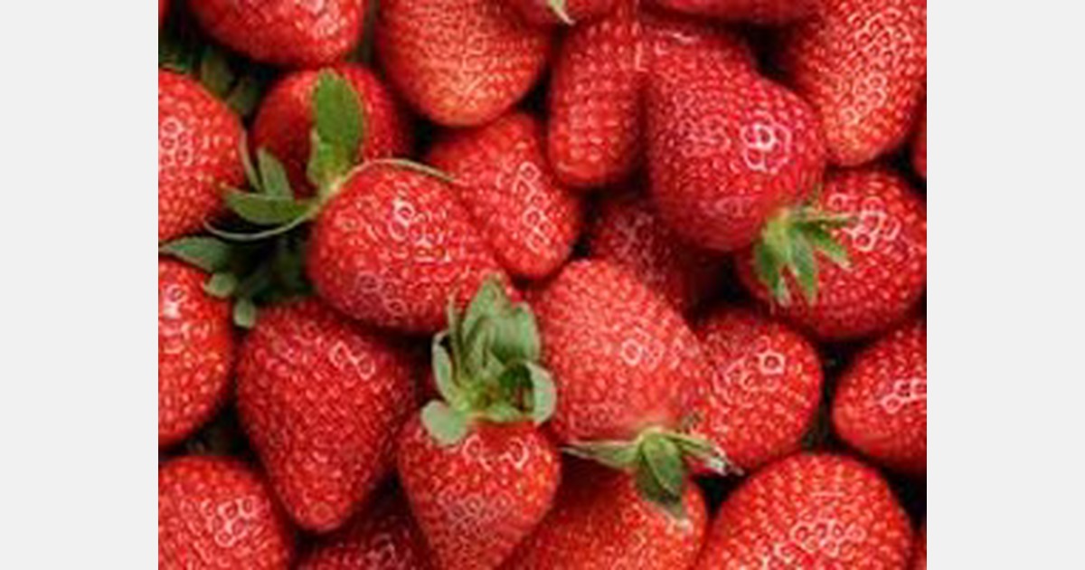 New varieties change the profile of Brazilian strawberry production