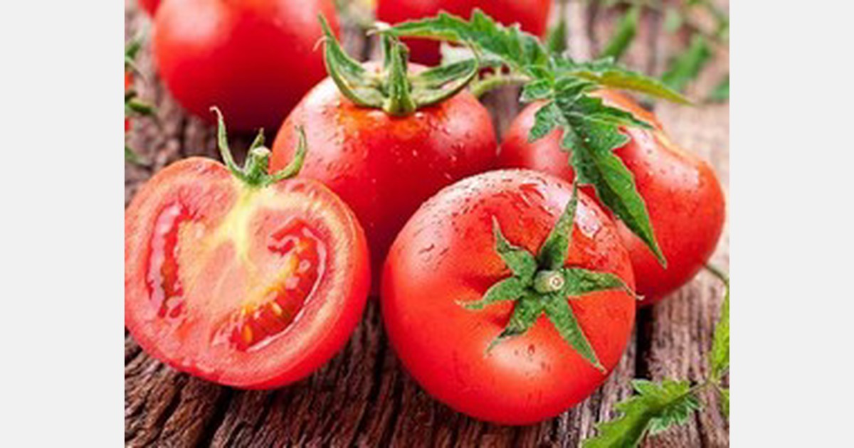 Tomato crisis has passed for consumers, but begins for Indian farmers