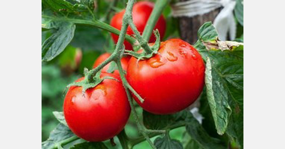 Processing tomato crops are progressing well across Europe - despite ...