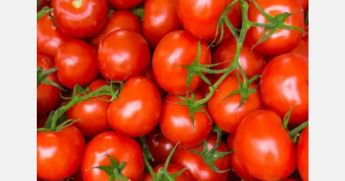 WPTC European tomato production update