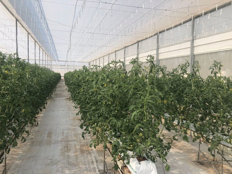 Imminent tomato harvest in the UAE