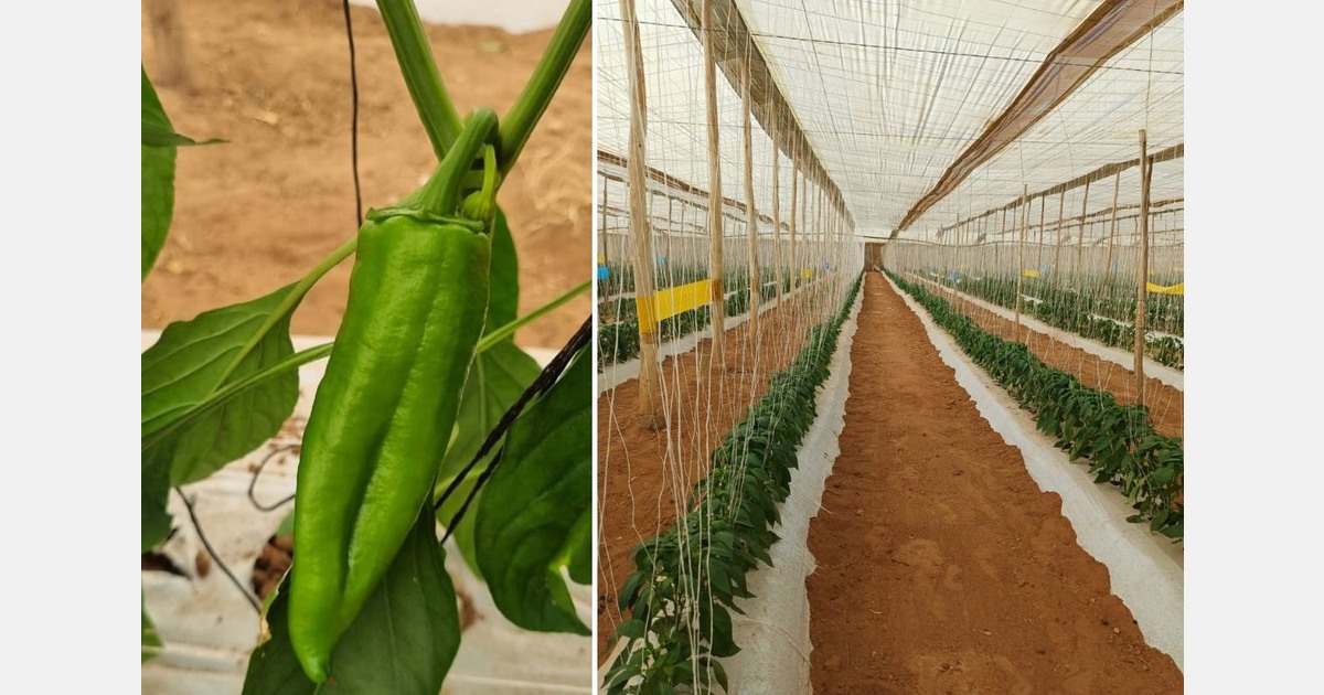 "We already have orders for our entire peppers production this season"