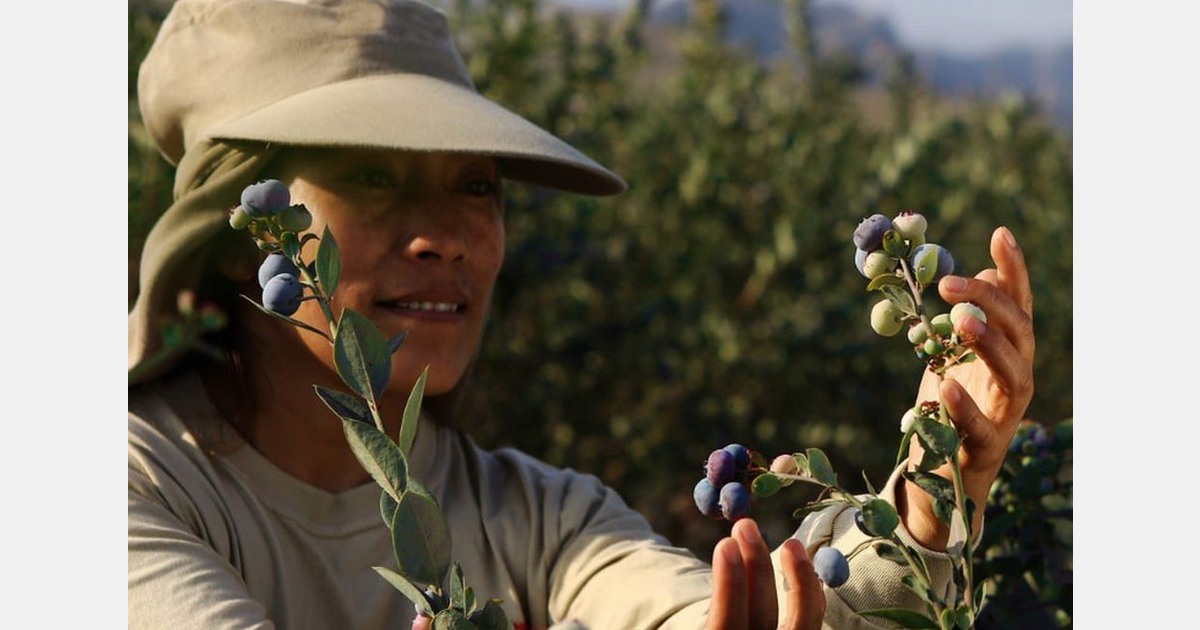 Peru’s blueberry industry already wondering about El Niño effect for ...