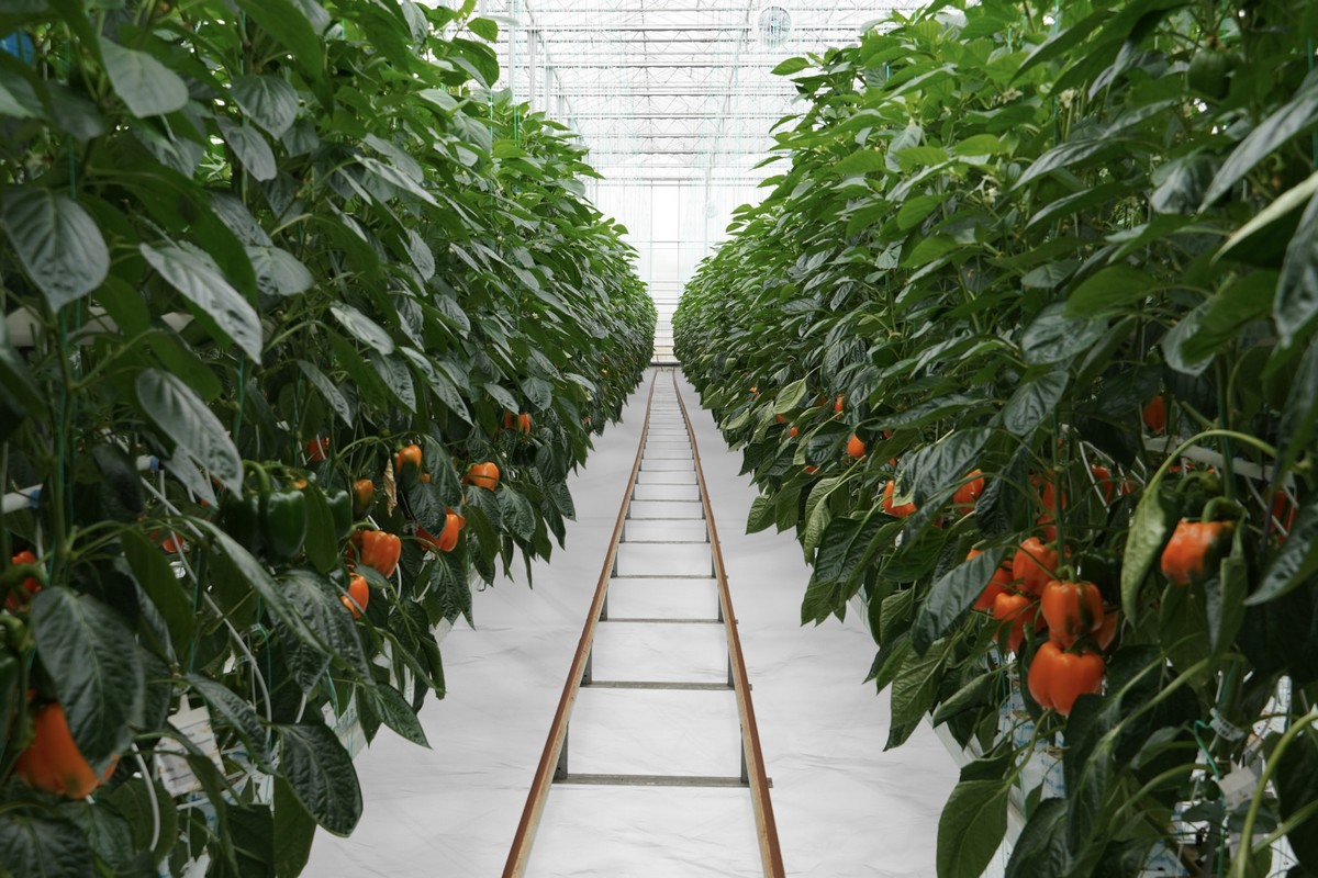 Canada winding down bell pepper production soon