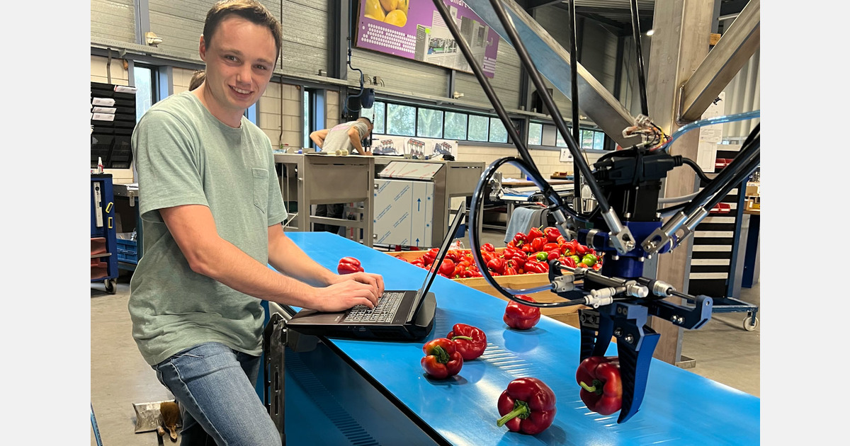 Bell pepper processing line automated using vision technology, robotics ...