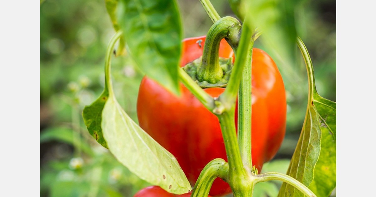 US: High pricing on imported bell peppers