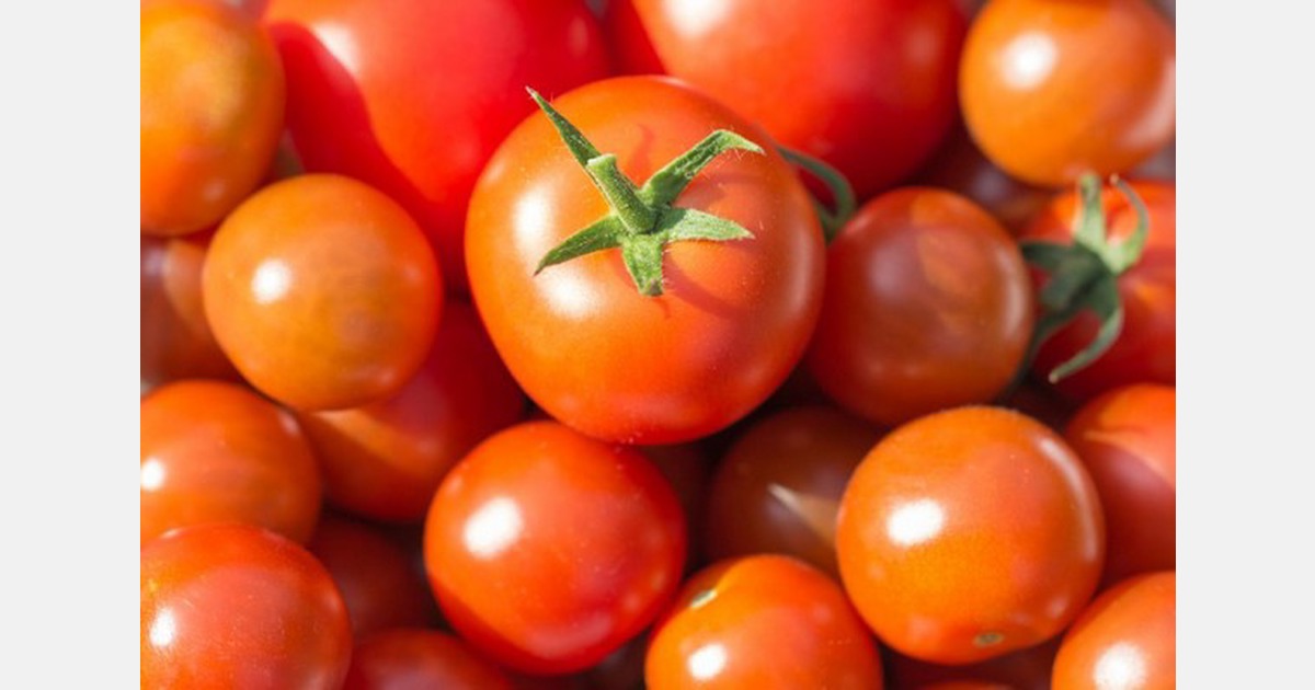 Tomato farmers Bangladesh see bumper production and fair prices