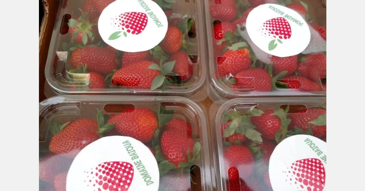 End-of-year celebrations stimulated demand for Moroccan strawberries