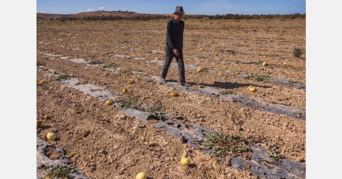 Persistent water deficit frustrated Moroccan agriculture in 2023