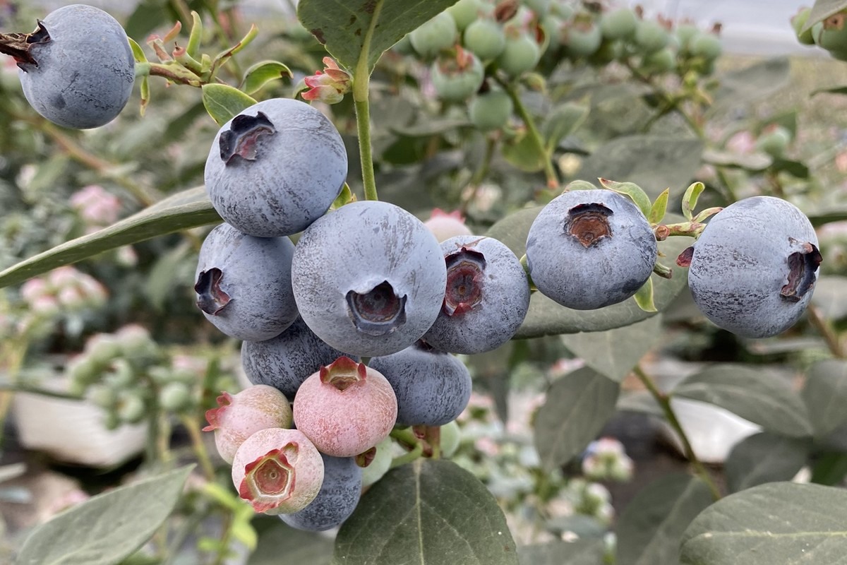 How the blueberry industry continues to develop