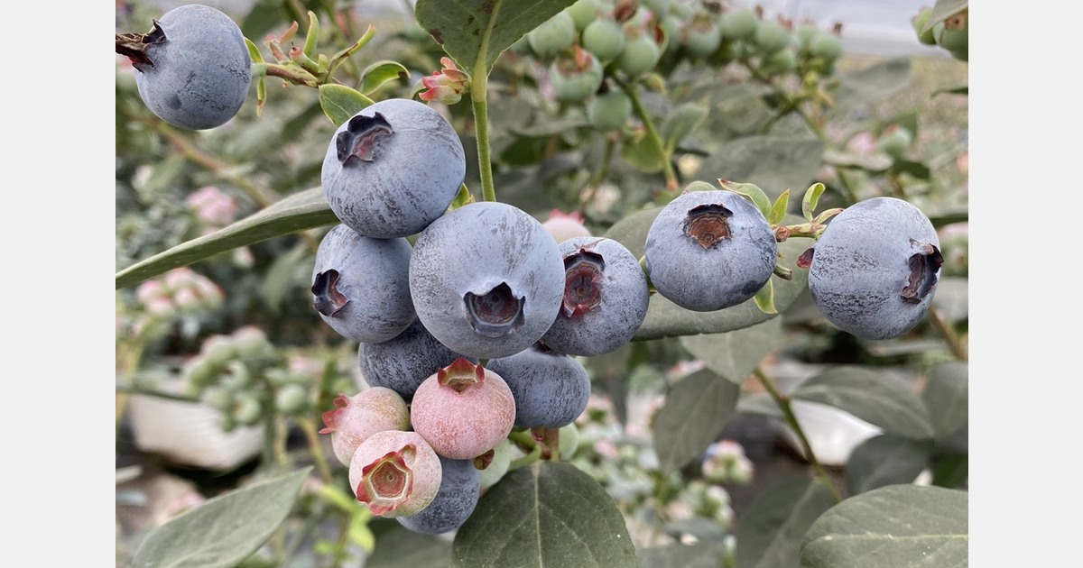 How the blueberry industry continues to develop