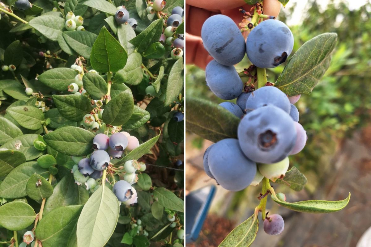 "Moroccan blueberries enjoy a window of calm competition"